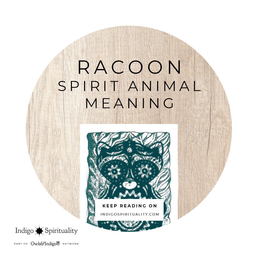 Raccoon Spirit Animal Meaning - Indigo Spirituality